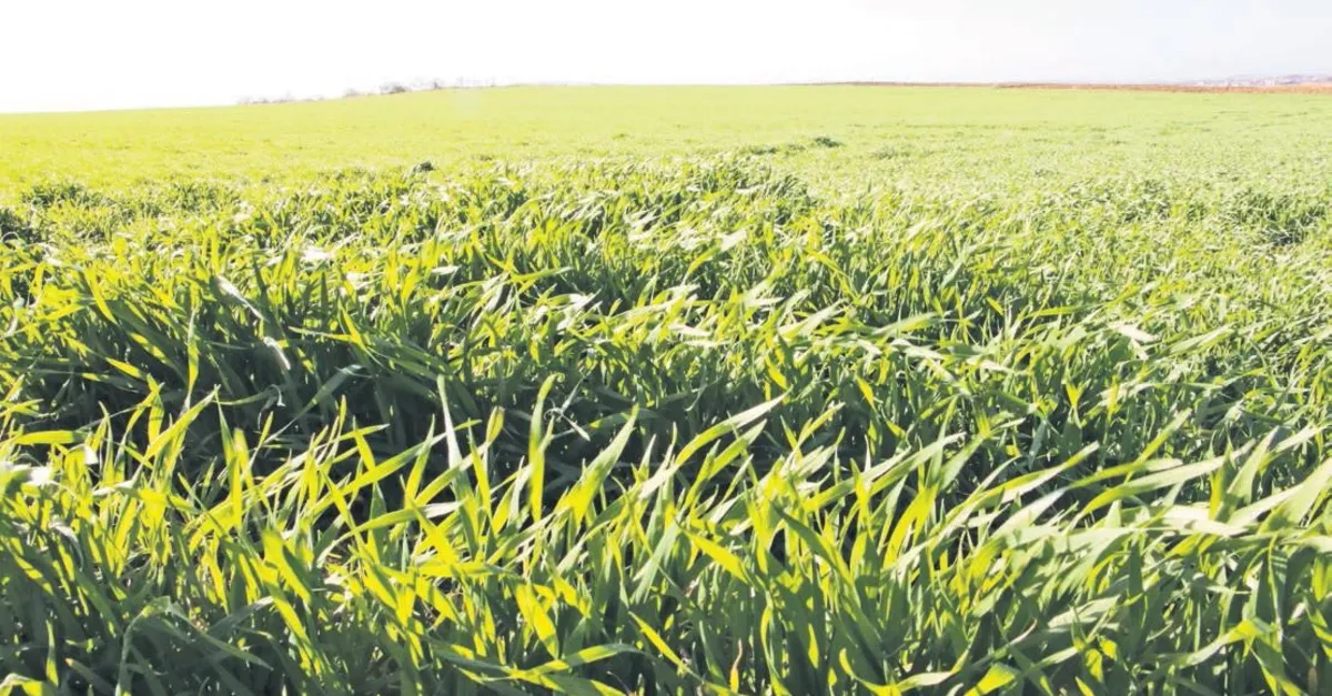 Kurak dönem tavsiyeleri - Yaşam Haberleri