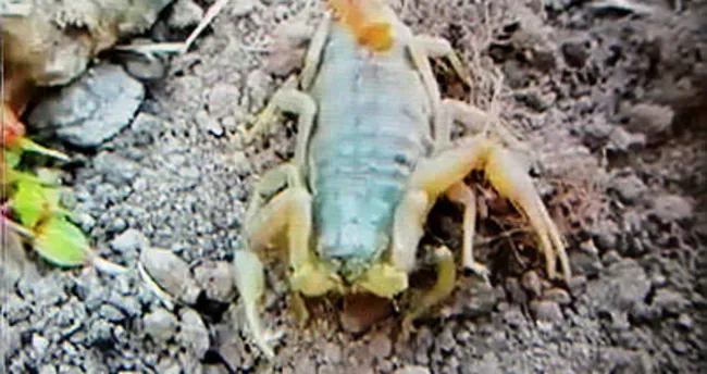 Nazilli'de zehirli 'sarı akrep' görüldü - Yaşam Haberleri