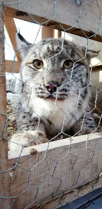 Vaşak yavrusunu kedi gibi sevdi - Yaşam Haberleri
