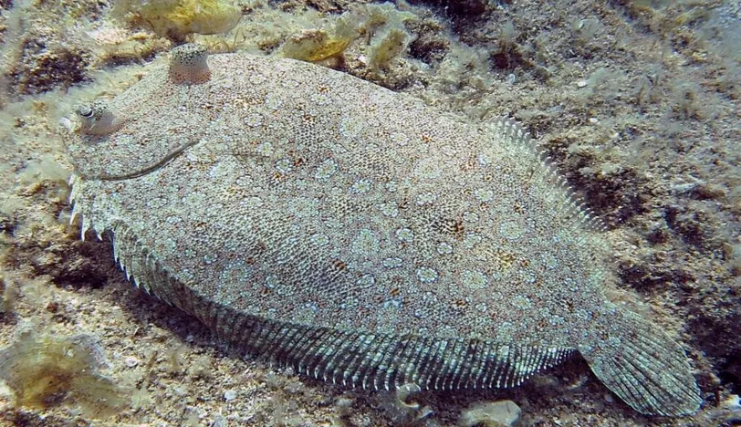 Pisi Balığı - Balık Haberleri