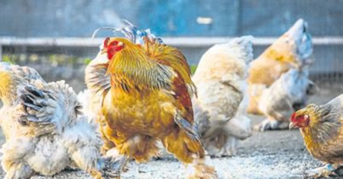 Horoz ve tavuk imparatorluğu - Akdeniz Haberleri