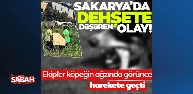 Son dakika haberler... Sakarya'da tüyler ürperten olay! Ekipler köpeğin ... Son dakika haberler... Sakarya'da tüyler ürperten olay! Ekipler köpeğin ...