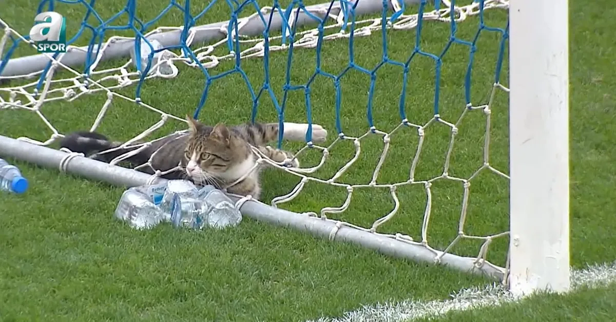 Dikkat, kalede panter var! Ziraat Türkiye Kupası Kasımpaşa-68 ...