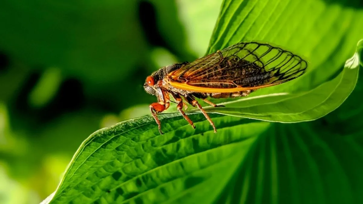 ABD'de ağustos böceği istilası! - Son Dakika Haberler