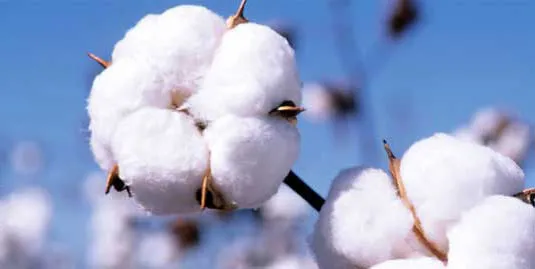 Pamuk Nedir? Faydaları Nelerdir? Haberleri - Son Dakika Pamuk Nedir ...