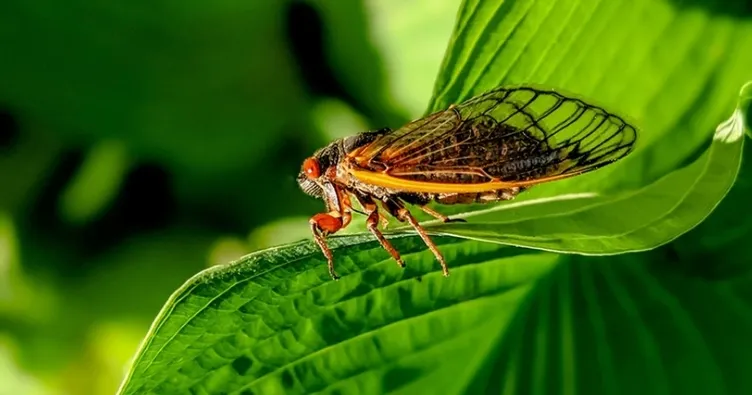 ABD'de ağustos böceği istilası! - Son Dakika Haberler