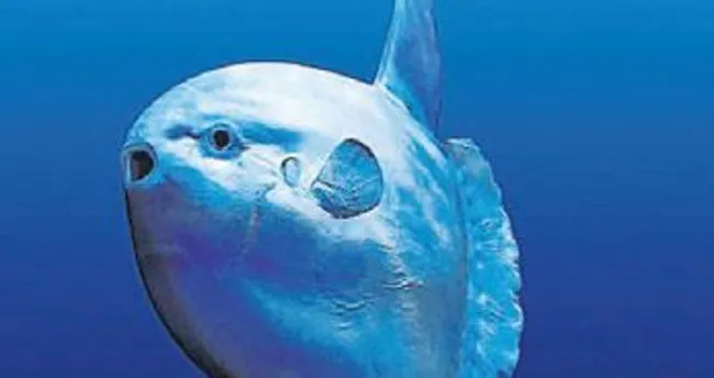 Fethiye ay balığı ile heyecanlandı - Akdeniz Haberleri