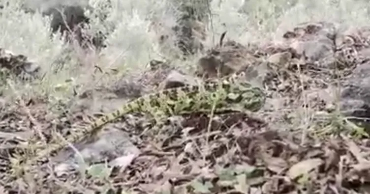 Muğla’da dev bukalemun heyecan yarattı - Muğla Haberleri