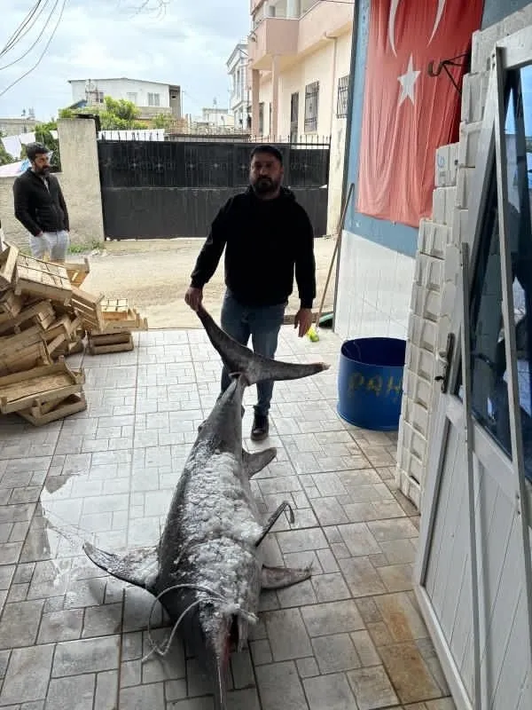 3 metre boyunda 150 kilo ağırlığında: 30 bin TL’ye sattı! - Galeri - Yaşam