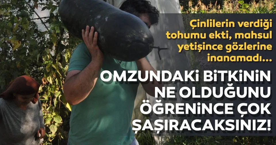 Çin salatalıkları 1 metreye ulaşınca paniğe kapıldı - Yaşam Haberleri Çin salatalıkları 1 metreye ulaşınca paniğe kapıldı - Yaşam Haberleri
