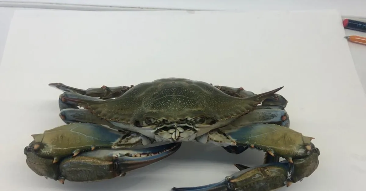 Mavi yengeç Karadeniz'de üremeye başladı - Yaşam Haberleri