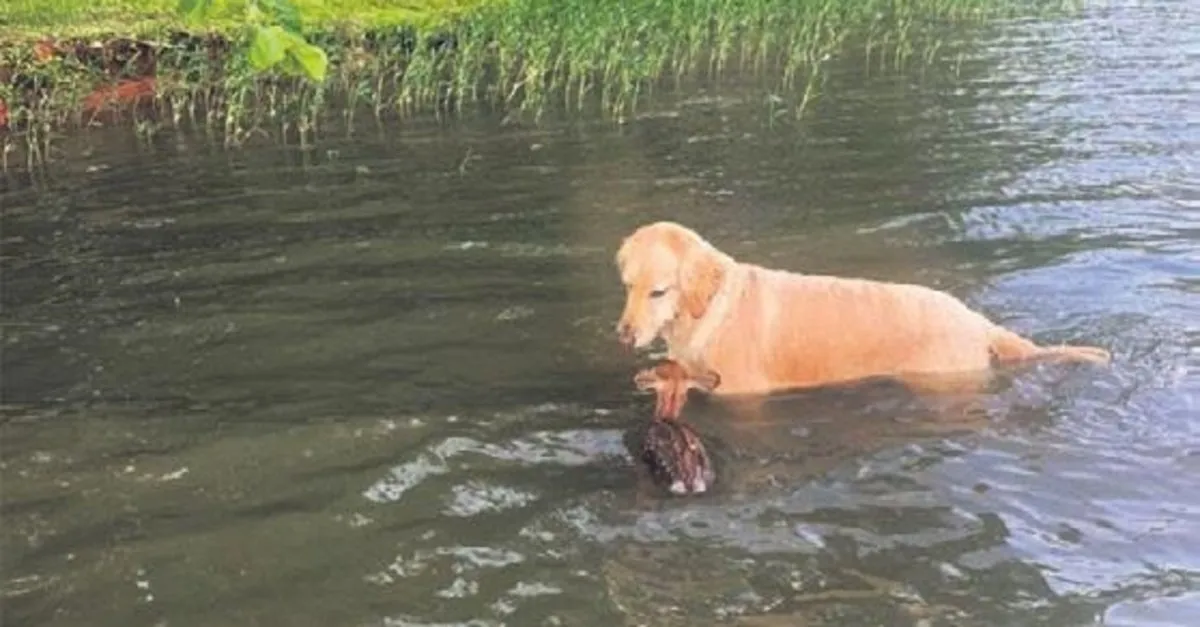 Denize düşen yavru karacaya köpek şefkati - Son Dakika Haberler Denize düşen yavru karacaya köpek şefkati - Son Dakika Haberler