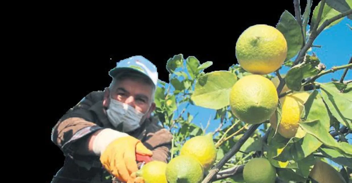 Lamas limonu için tescil başvurusu - Güney Haberleri