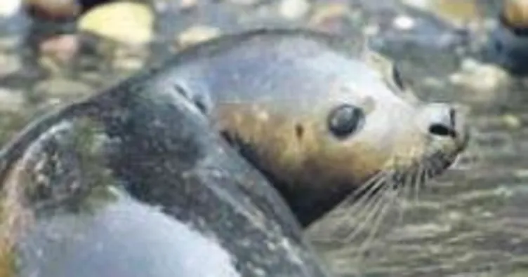 700 ölü fok kıyıya vurdu - Yaşam Haberleri