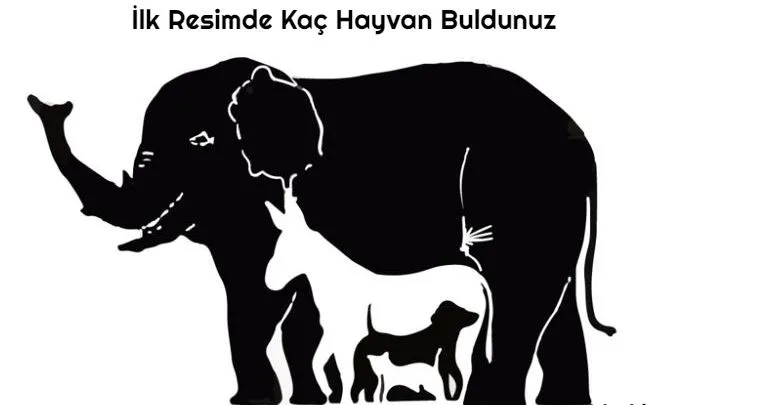 Resimde kaç tane hayvan var? Bu zeka testini yalnızca 1000 kişiden 1'i ...