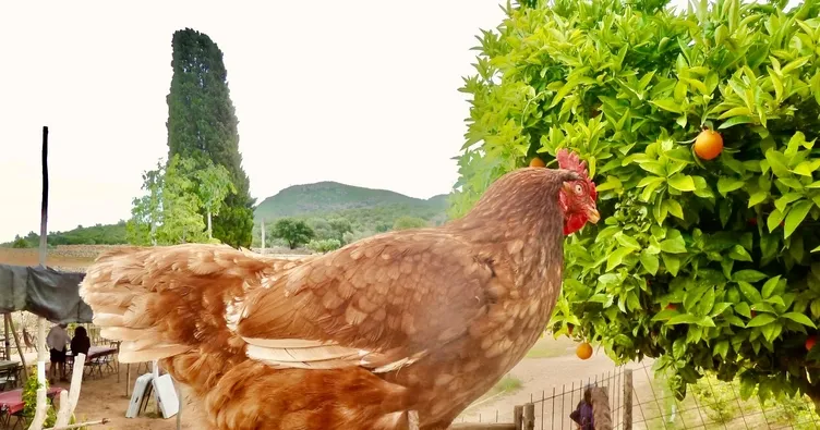Uzmanından gezen tavuk açıklaması! - Sağlık Haberleri