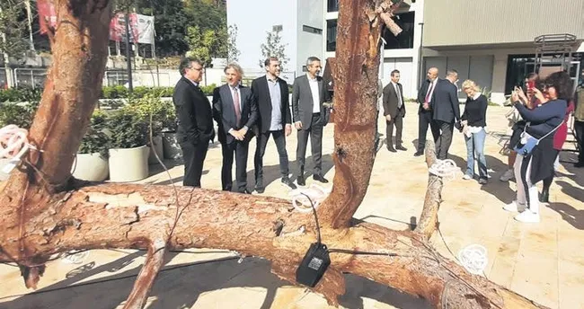 Muğla’da yanan ağaç sergilendi - Yaşam Haberleri