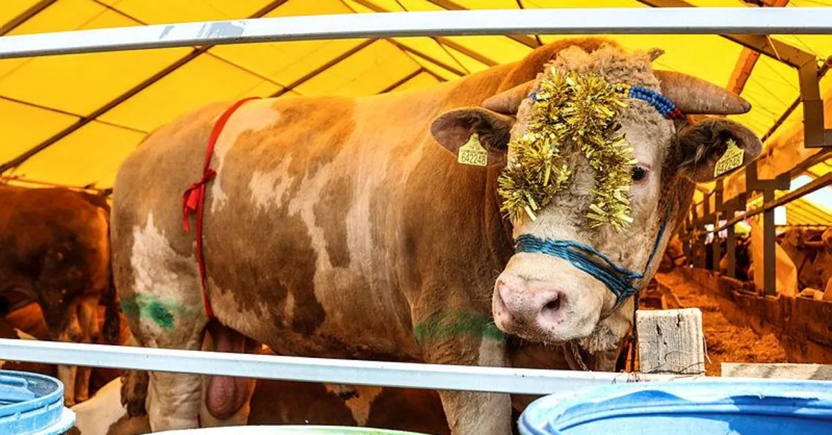 İstanbul’un en güzel kurbanlığı Bora - Son Dakika Haberler