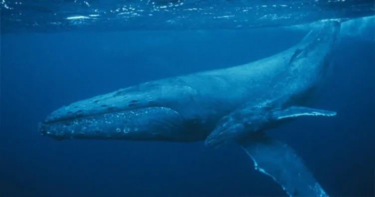 "Mavi Balina bir oyun değil" - Teknoloji Haberleri