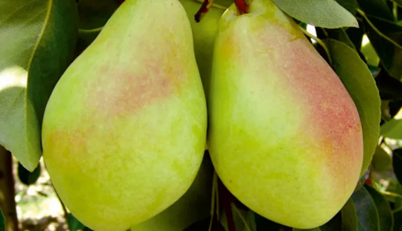 Armut - Meyve - Sofra