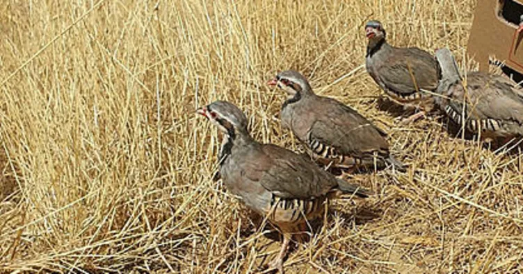 Kınalı keklik avlayan kişiye şok ceza - Yaşam Haberleri