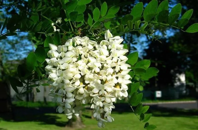 Akasya Nedir? Faydaları Nelerdir? Haberleri - Son Dakika Akasya Nedir ...