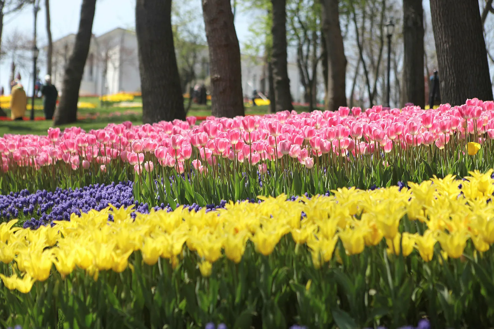 İstanbul'da lale şöleni - Galeri - Yaşam