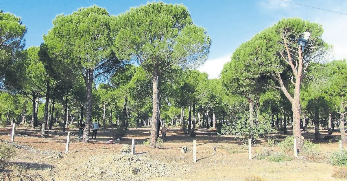 Ağaçta ölümüne fıstık hasadı - Akdeniz Haberleri