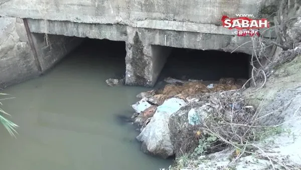 Adanada Dere Yatağında Eşek Başı Ve Kemikleri Bulundu Video