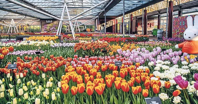 Hollanda’nın çiçeği soldu - Avrupa Haberleri