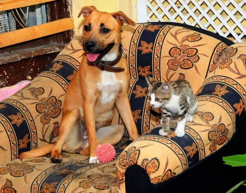 Pitbull ile kedinin dostluğu - Galeri - Yaşam Pitbull ile kedinin dostluğu - Galeri - Yaşam