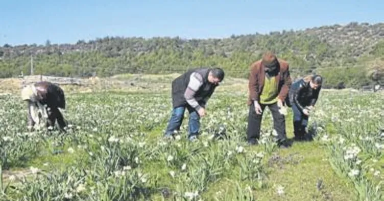 Nergis tarlasında festival heyecanı - Egeli Sabah Haberleri