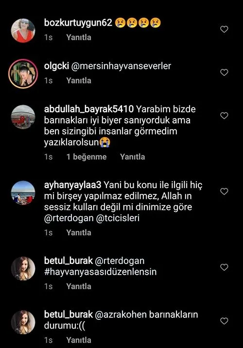 CHP'li Mersin Büyükşehir Belediyesi'ne ait hayvan barınağında vahşet ...