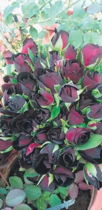 ‘Kara gül’ zamanı - Yaşam Haberleri