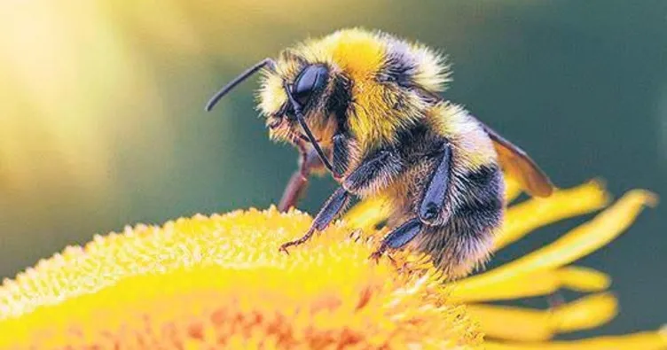 Arı zehri şifa kaynağı - Yaşam Haberleri
