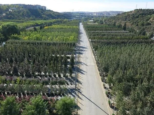 İstanbul'a dev proje: Central Park'ın 3 katı büyüklüğünde olacak ... İstanbul'a dev proje: Central Park'ın 3 katı büyüklüğünde olacak ...
