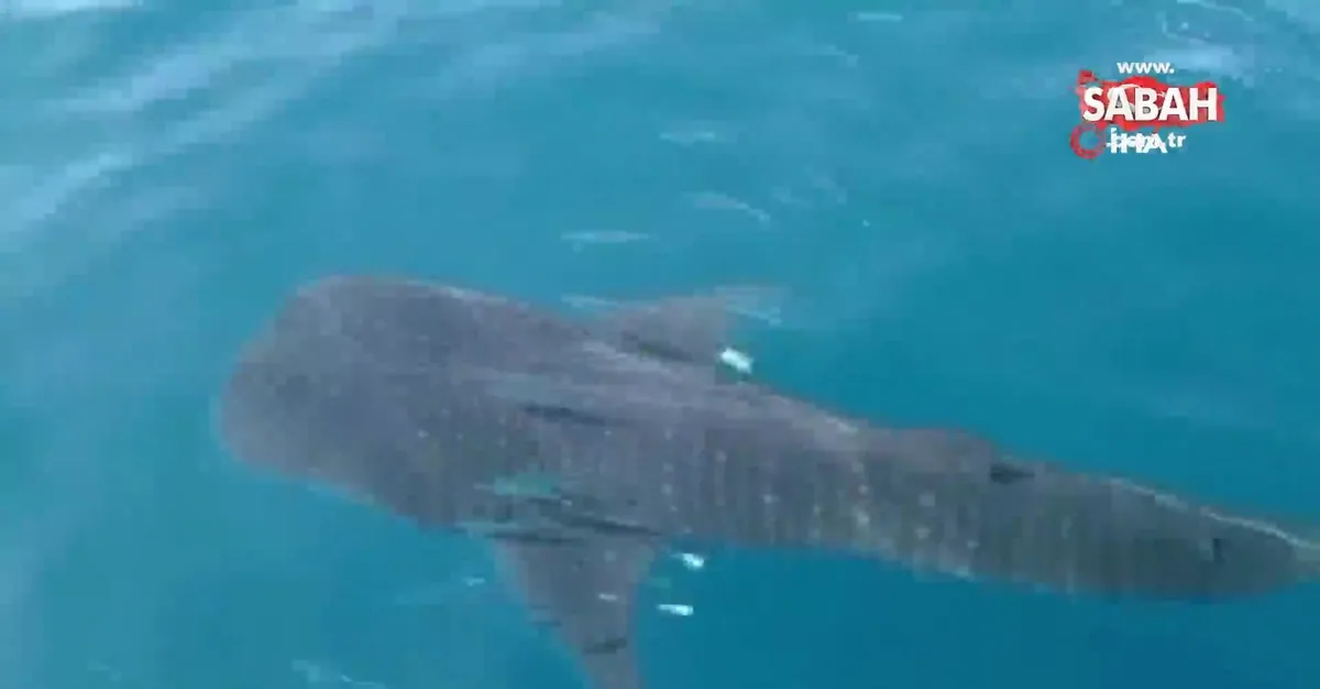 Samandağ açıklarında balina köpek balığı şoku | Video videosunu izle ...