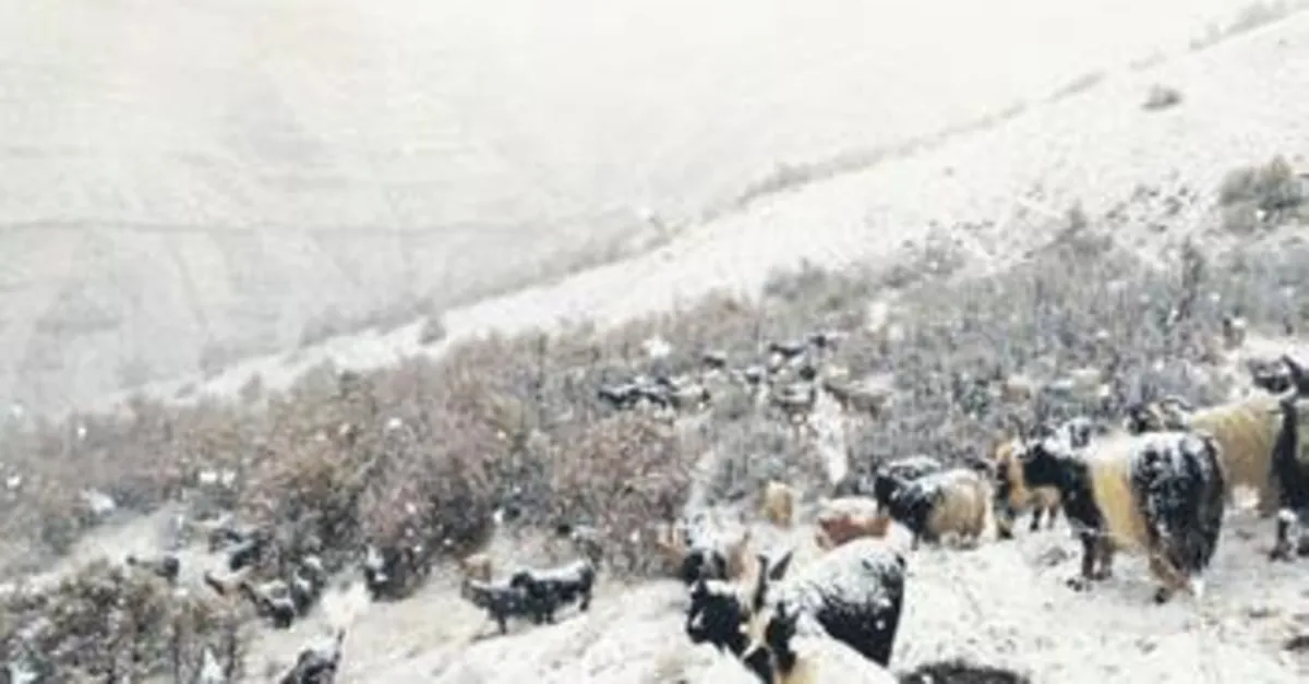 Çoban ve sürüsü karda mahsur kaldı - Yaşam Haberleri