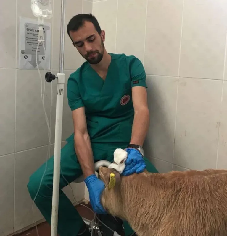 İnek hasta bahanesiyle eve çağırdıkları veterinere işkence yaptılar ...