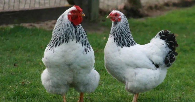 Türk tavuğu Japonya’ya uçacak - Ekonomi Haberleri