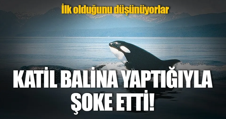 İnsan konuşmasını taklit edebilen ilk balina! - Teknoloji Haberleri İnsan konuşmasını taklit edebilen ilk balina! - Teknoloji Haberleri