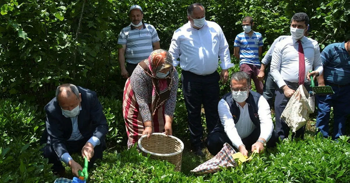 Fındık diyarı Ordu’da 'çay' hasadı - Yaşam Haberleri