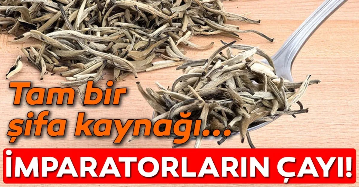 İmparatorların beyaz çayı tam bir şifa kaynağı! Kilosu 4 bin 500 liraya ... İmparatorların beyaz çayı tam bir şifa kaynağı! Kilosu 4 bin 500 liraya ...