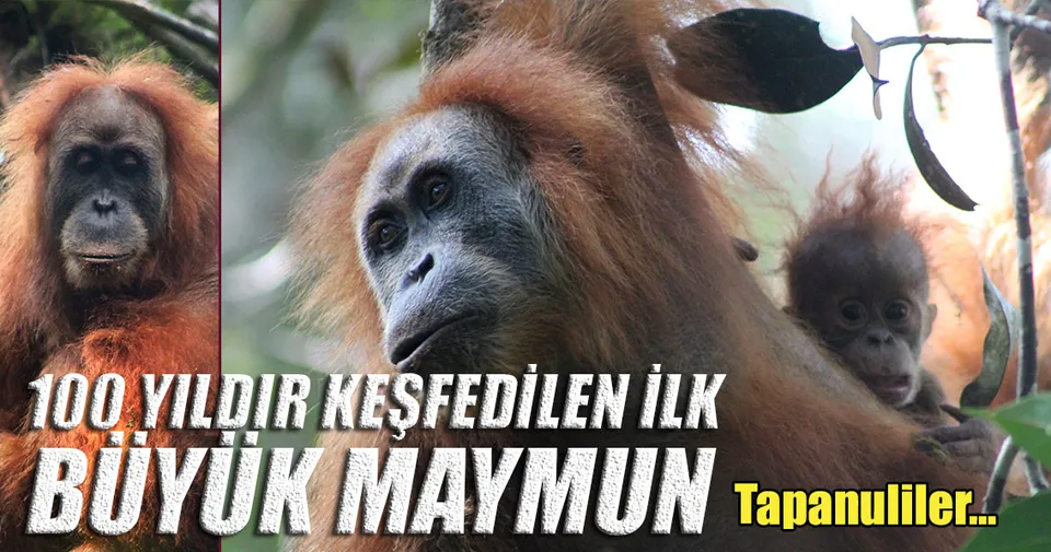 100 yıldır keşfedilen ilk ‘büyük maymun’ - Son Dakika Haberler